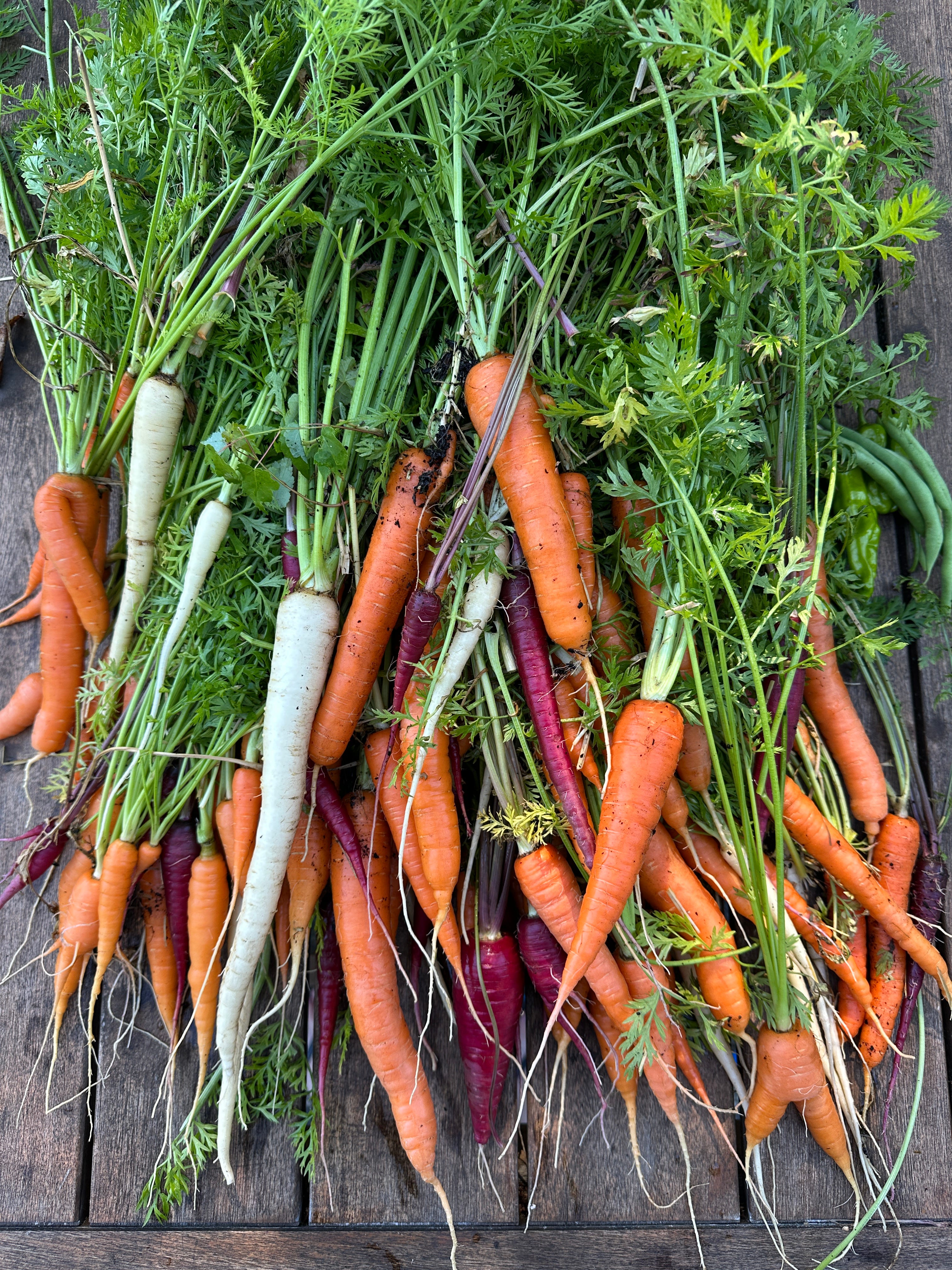 A Guide to Growing Perfect Carrots - The Cottage Peach