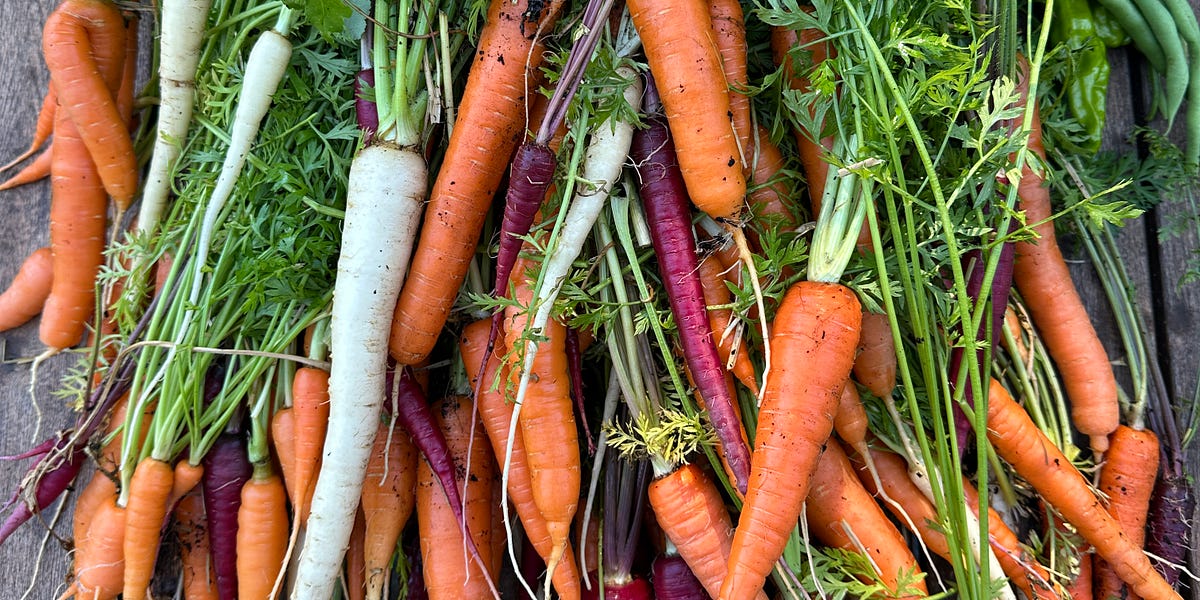 A Guide to Growing Perfect Carrots - The Cottage Peach