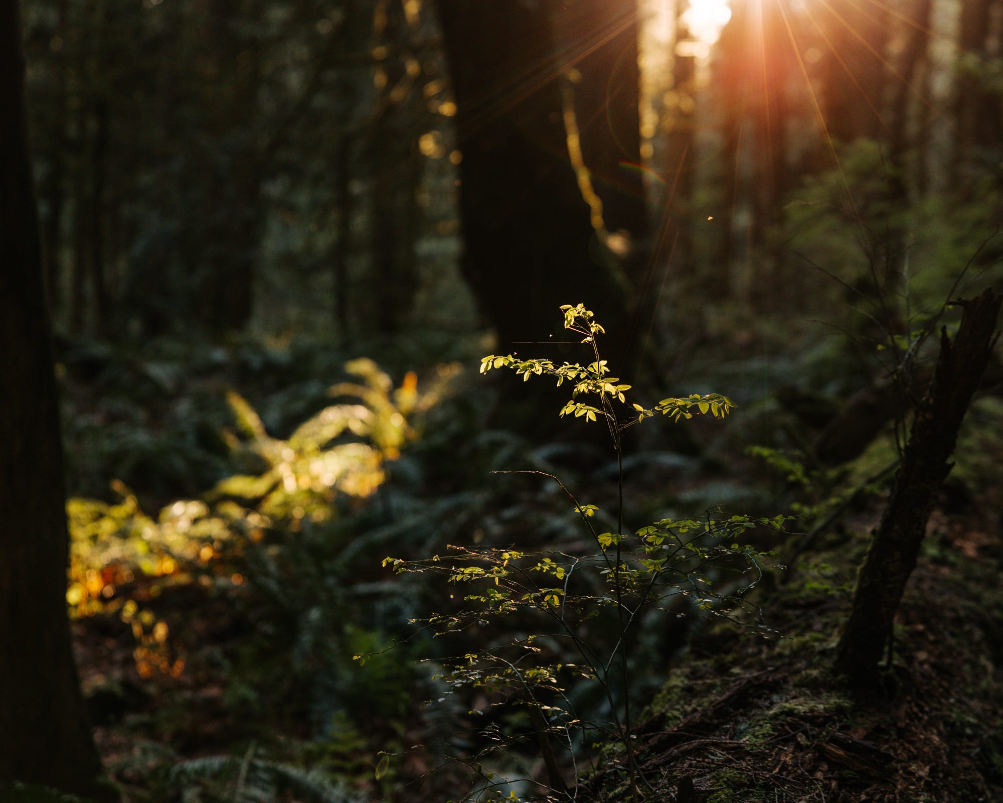 The Sunshine Coast: My Definitive Guide - by Andrew Knapp