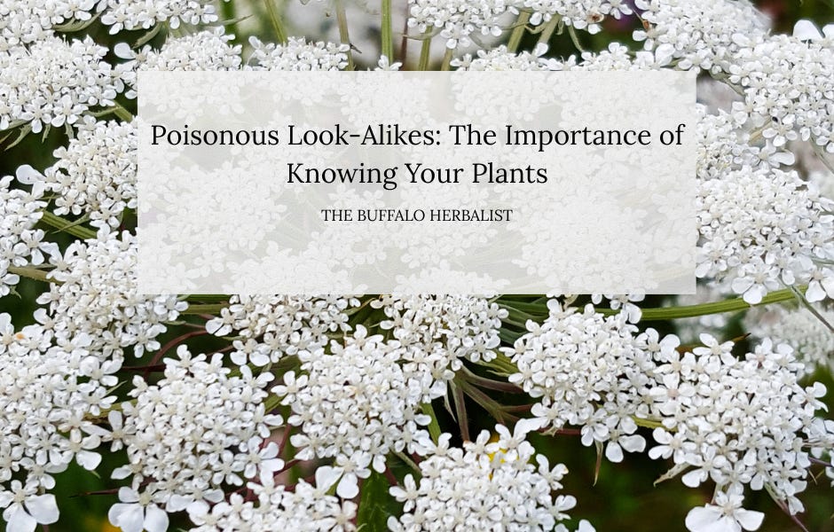 Poisonous Look-Alikes: The Importance of Knowing Your Plants