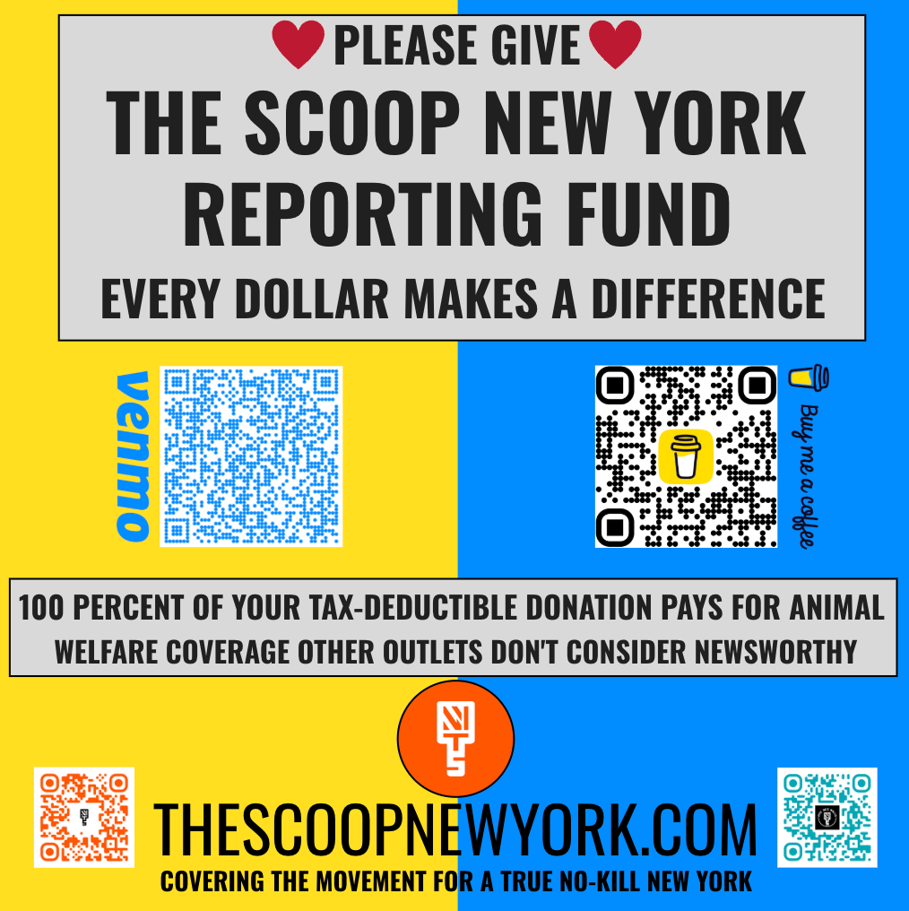 NYC DOH ACC Named a Dog “Ceiling Fan.” Then They Killed Him.