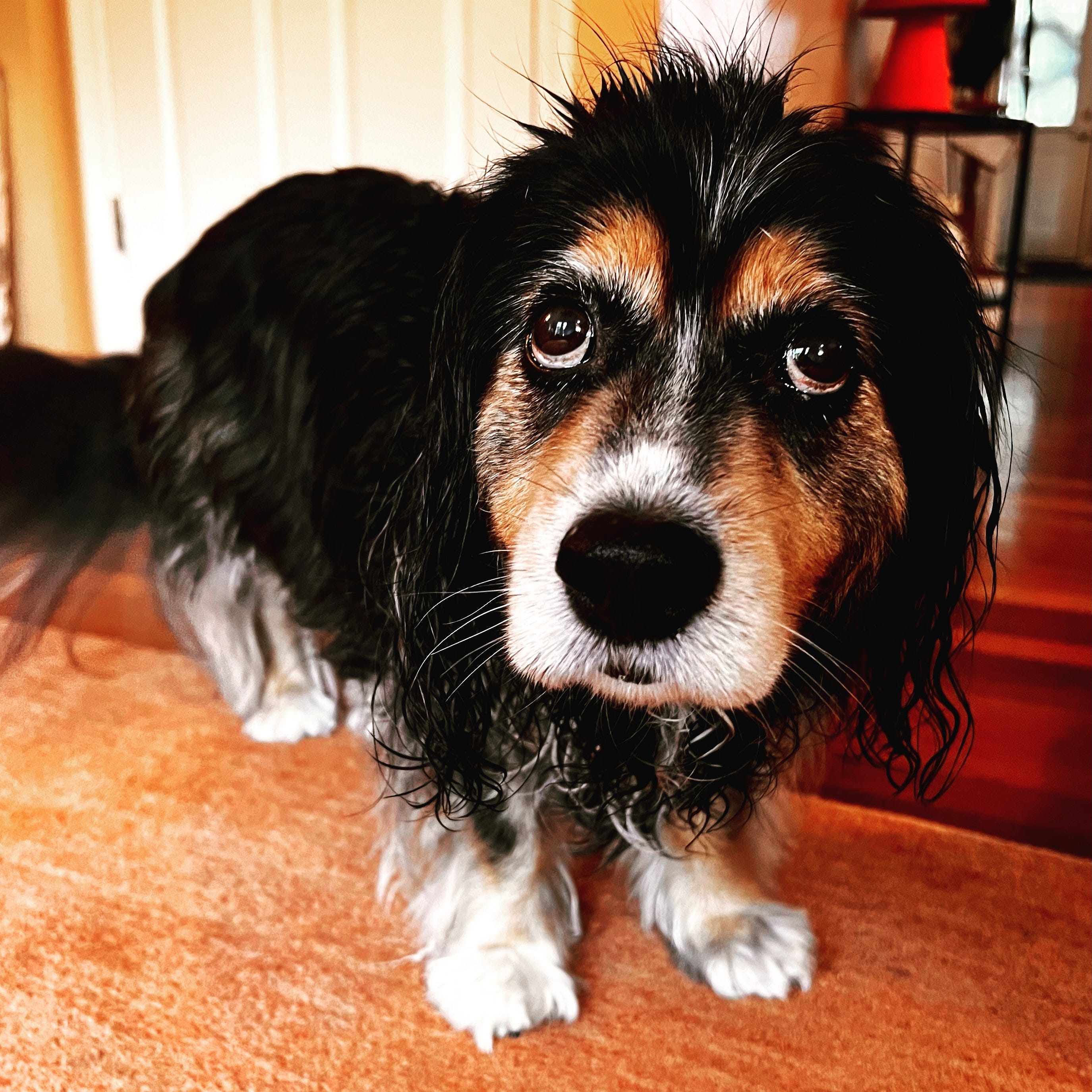 Two Dogs and a Skunk Walk Into a Yard - by Connie Schultz
