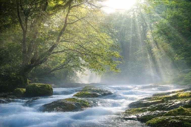 Like a Tree Planted by the Water