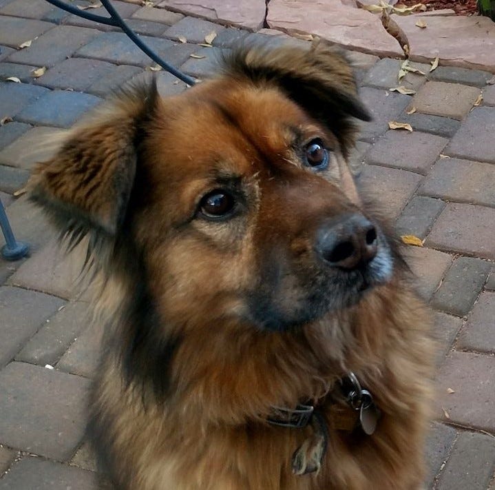 Chapter 16: What is Patriotism in America?