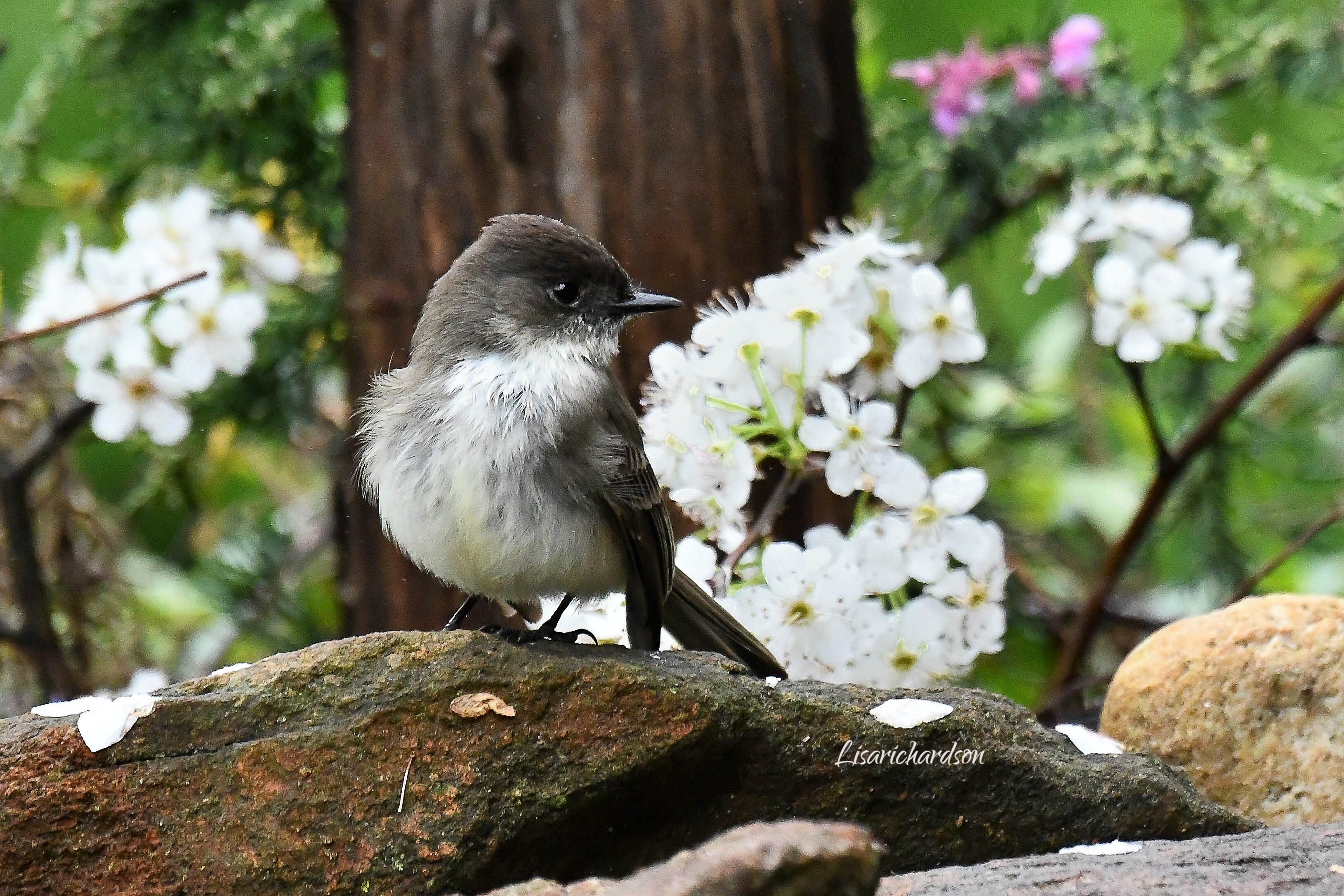 Ode to Phoebe - by Jeanne Malmgren - Rx Nature