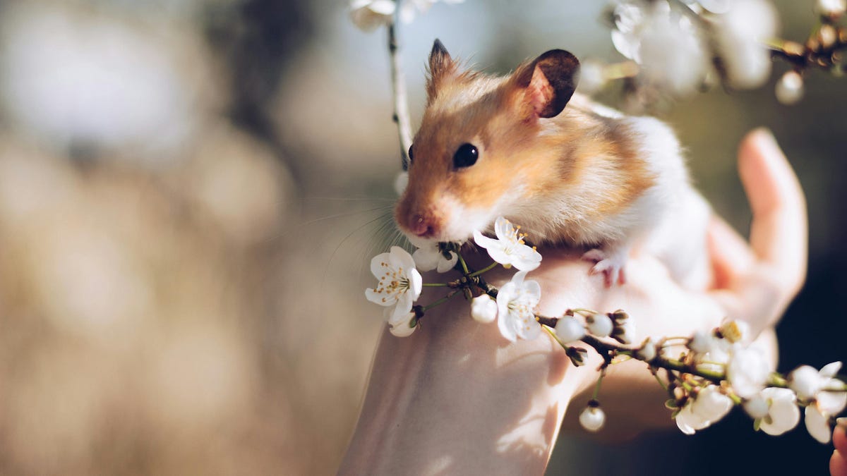 When 132 hamsters almost caused the apocalypse
