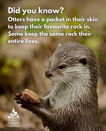 Sean Bucher | Substack