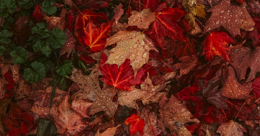 Love, Satya | Satya Robyn | Substack