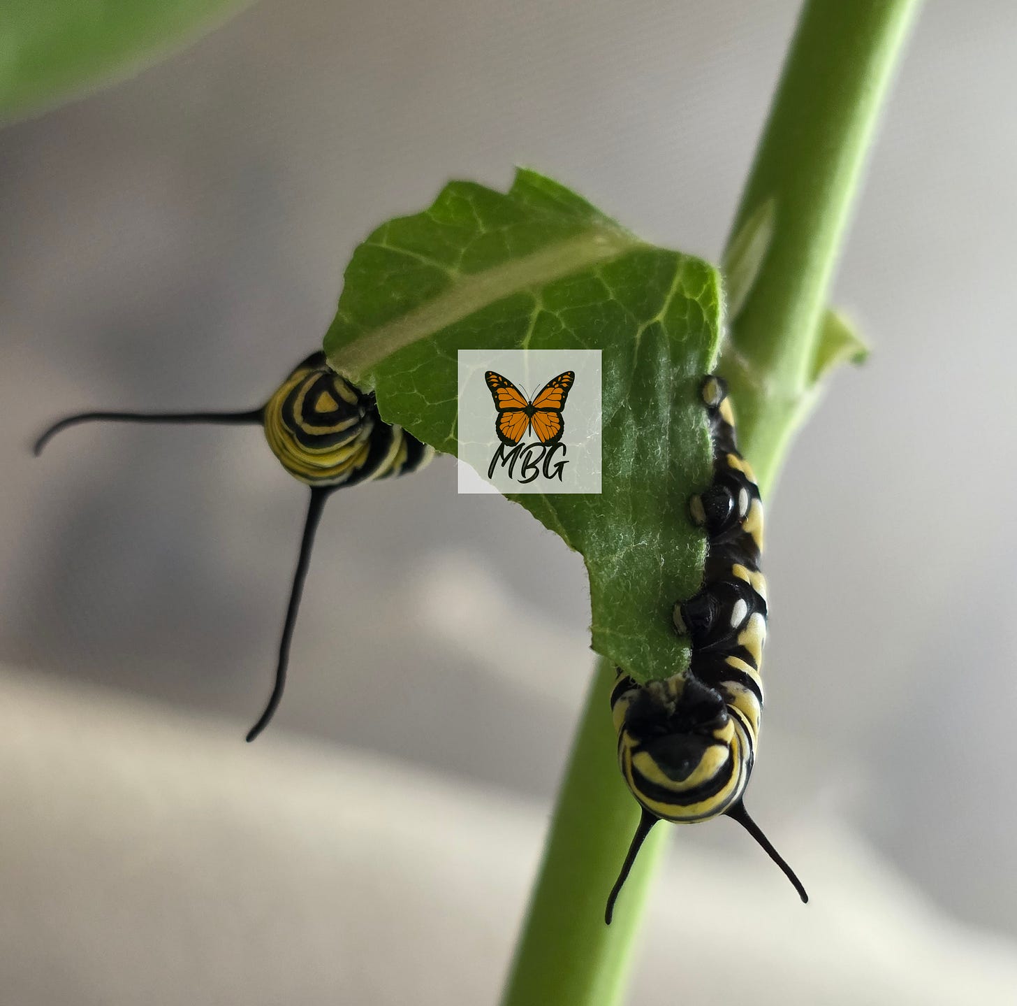 Monarch caterpillars: How to satisfy their ravenous hunger