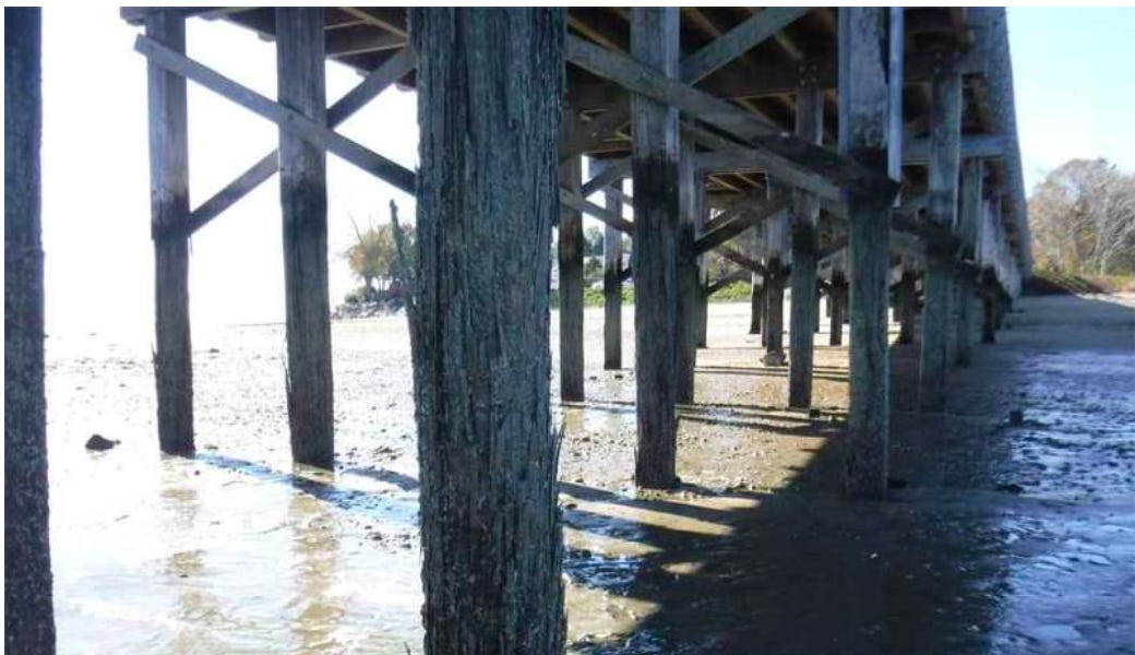 Bad Wood: Why the Powder Point Bridge Failed