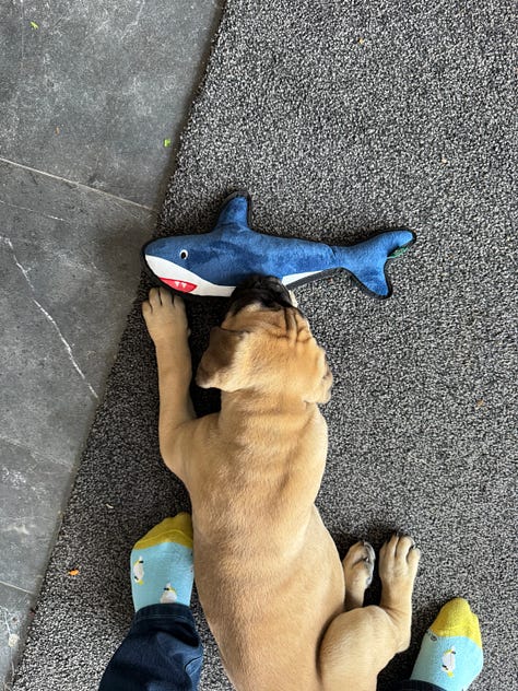 Welcome to 2026 - it's bound to be Incrediball!