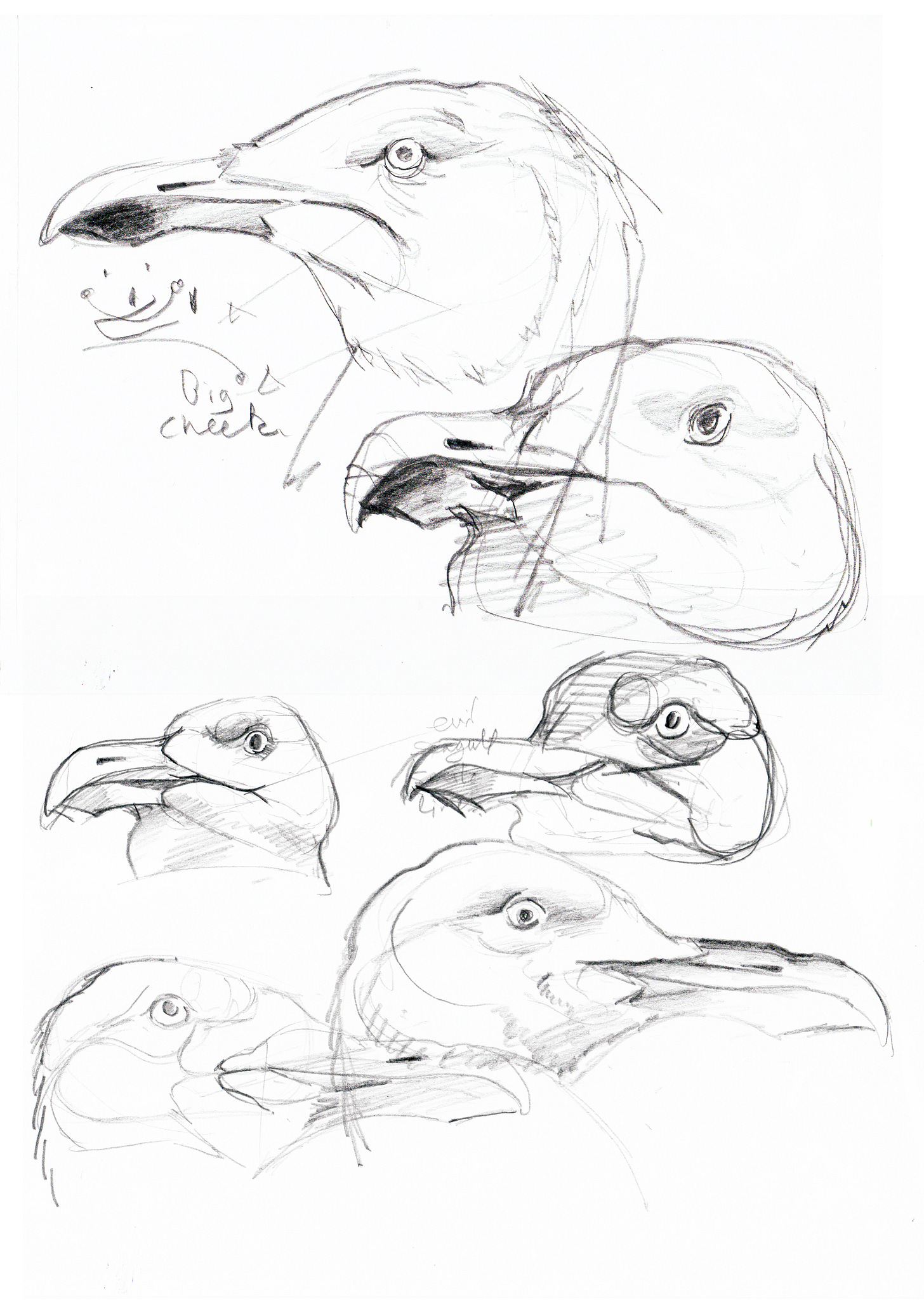 seagull drawing reference