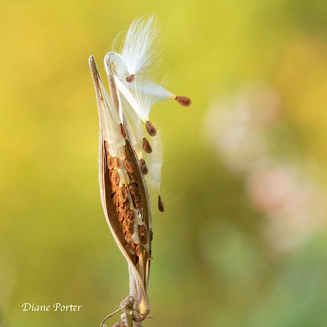 smooth blue aster germination