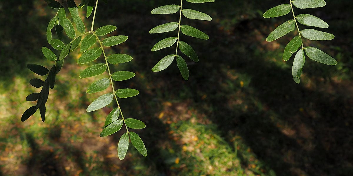 Thornless Honey Locust Guide: Growth, Care, and Landscaping Benefits
