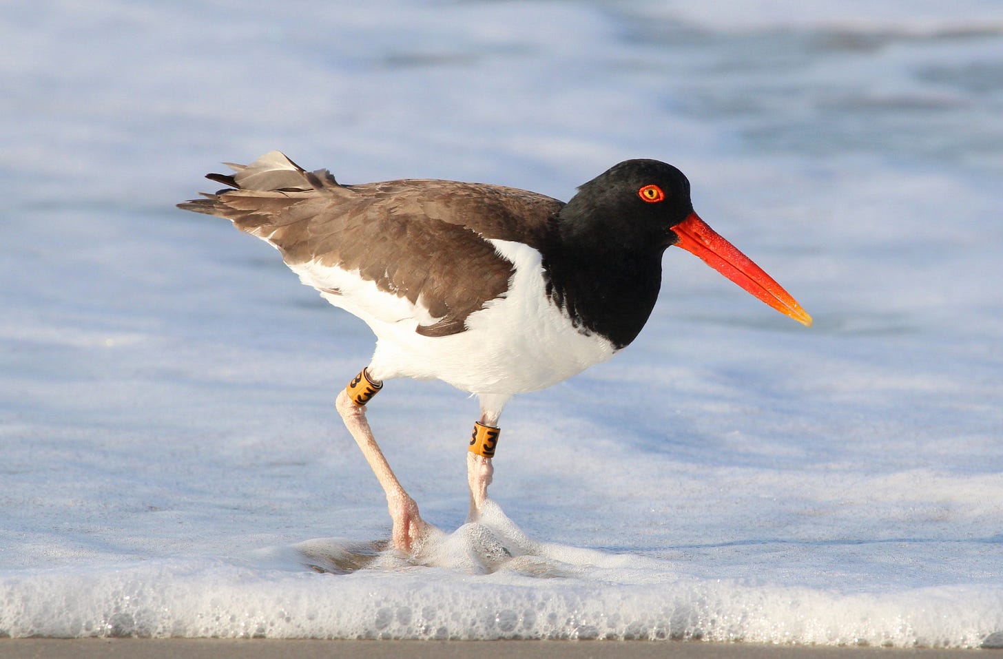 Shorebirds 101 - Birding University