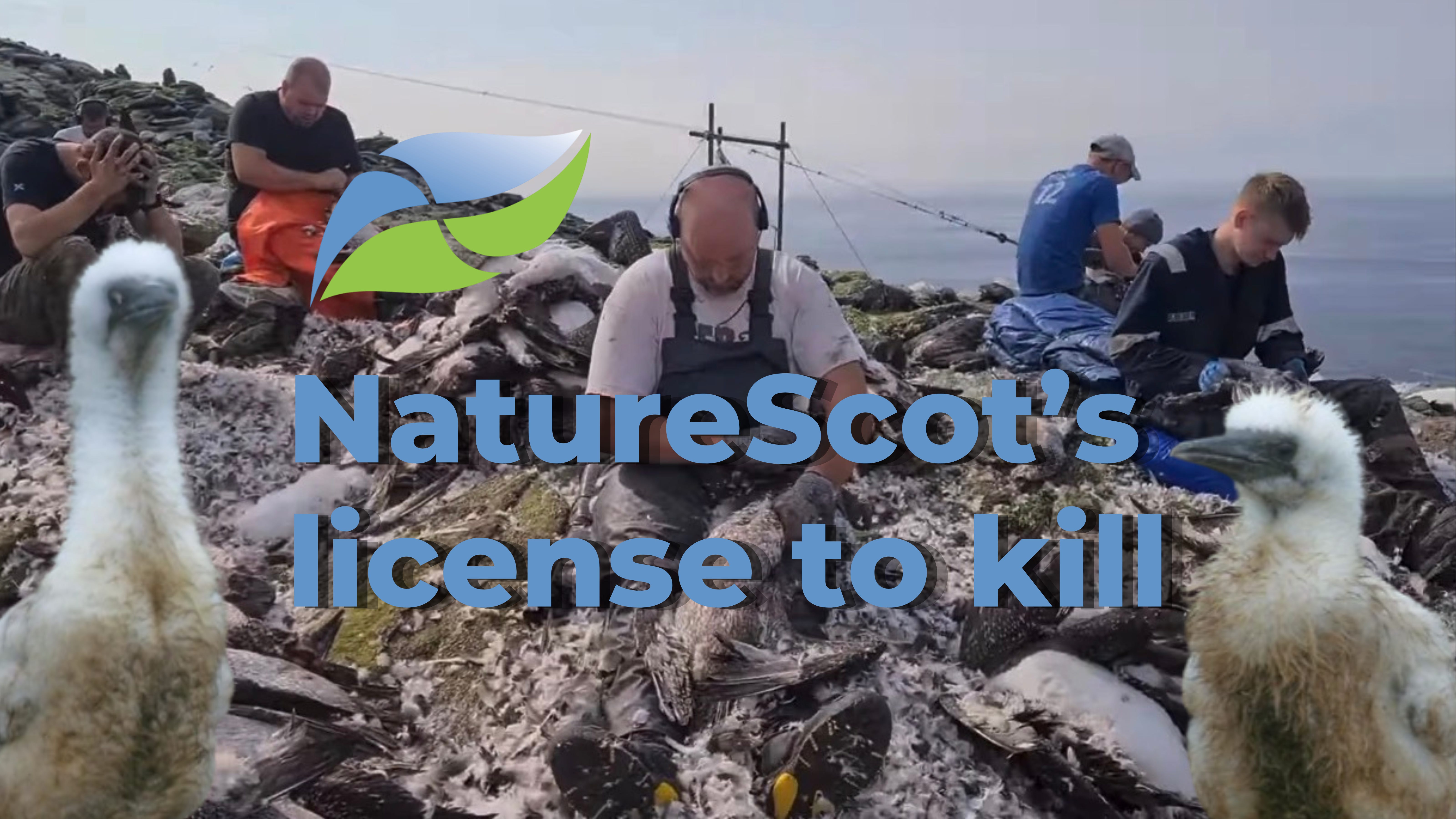 A Protected Colony in Decline: Why the Guga Hunt Can No Longer Be Defended