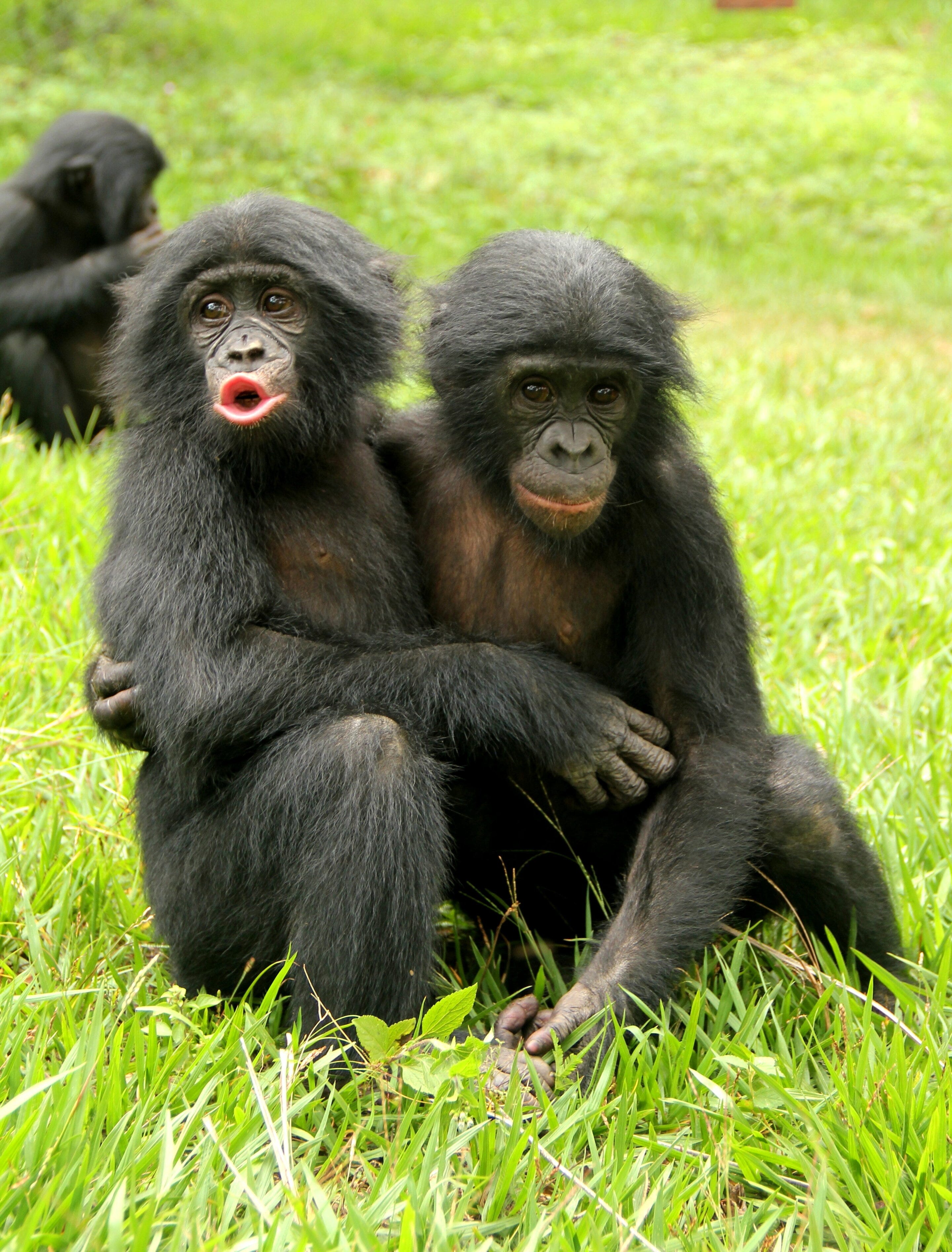 Sex, Power, and Peace: How Bonobos and Chimpanzees Reveal Our ...