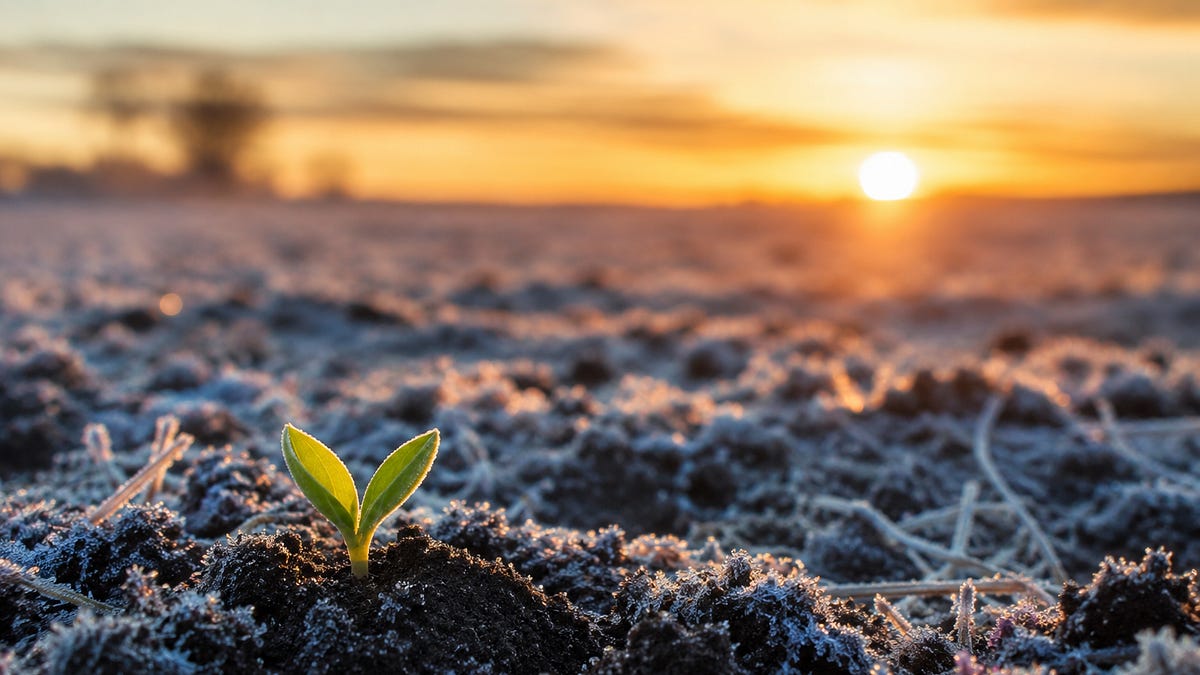 You Can't Plant Seeds in Winter - by Amy J Romine