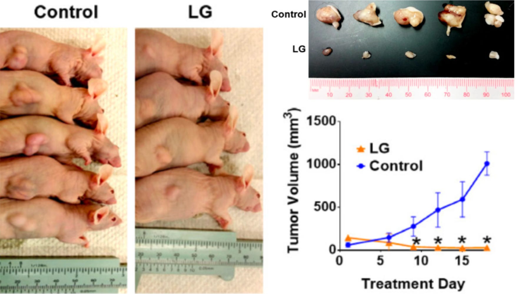 Lemongrass Extract Cuts Human Lymphoma Tumor Growth in Mice by ~95% ...