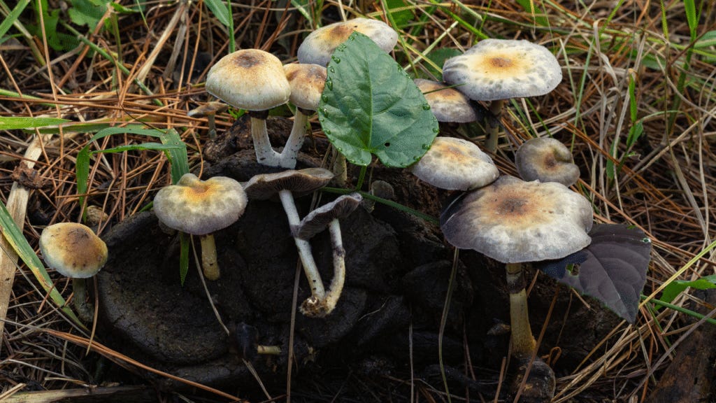 How to Identify Magic Mushrooms - by YuliOM - Fungushead