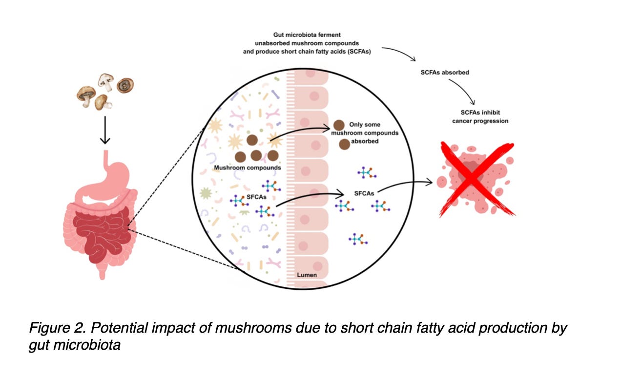 Mushrooms, gut microbiota, and making cancer research meaningful ...
