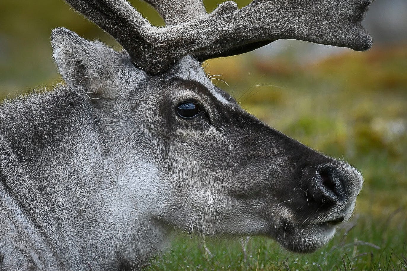 Reindeer Games: The Real Story of Santa's Helpers