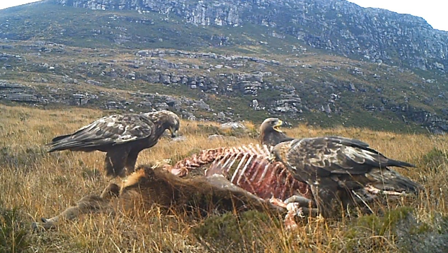 The Wild Table - by High Life Highland Ranger