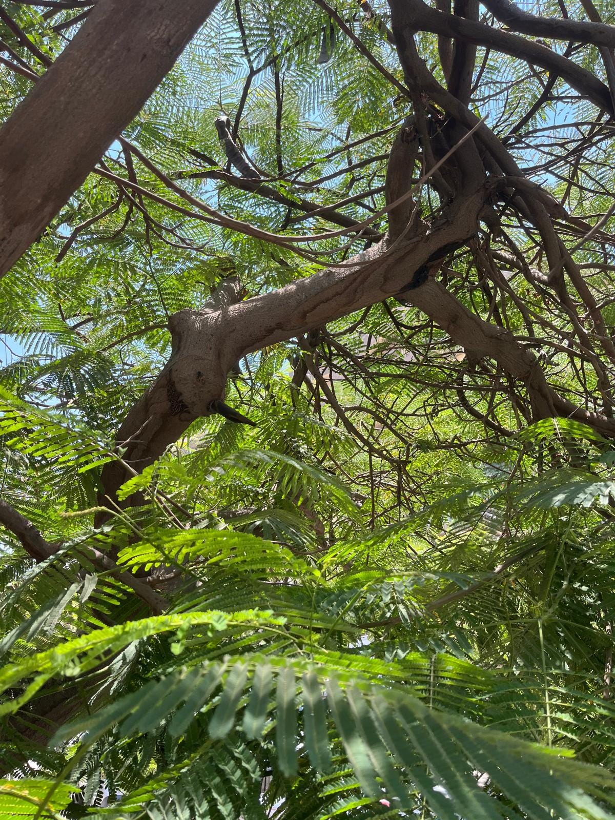 Egypt 2025 in 5 Parts - by Noha Beshir