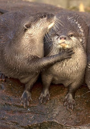 In Otter News | Substack