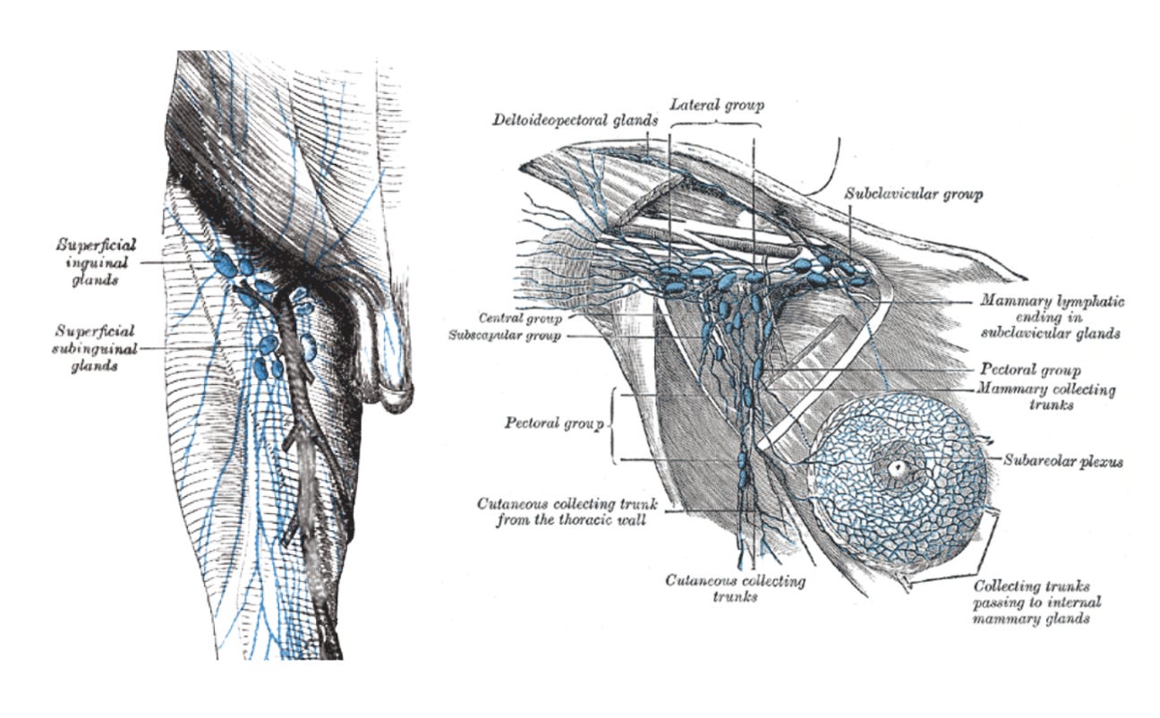 Lymphatic drainage blueprint for a sculpted stomach, gut health ...