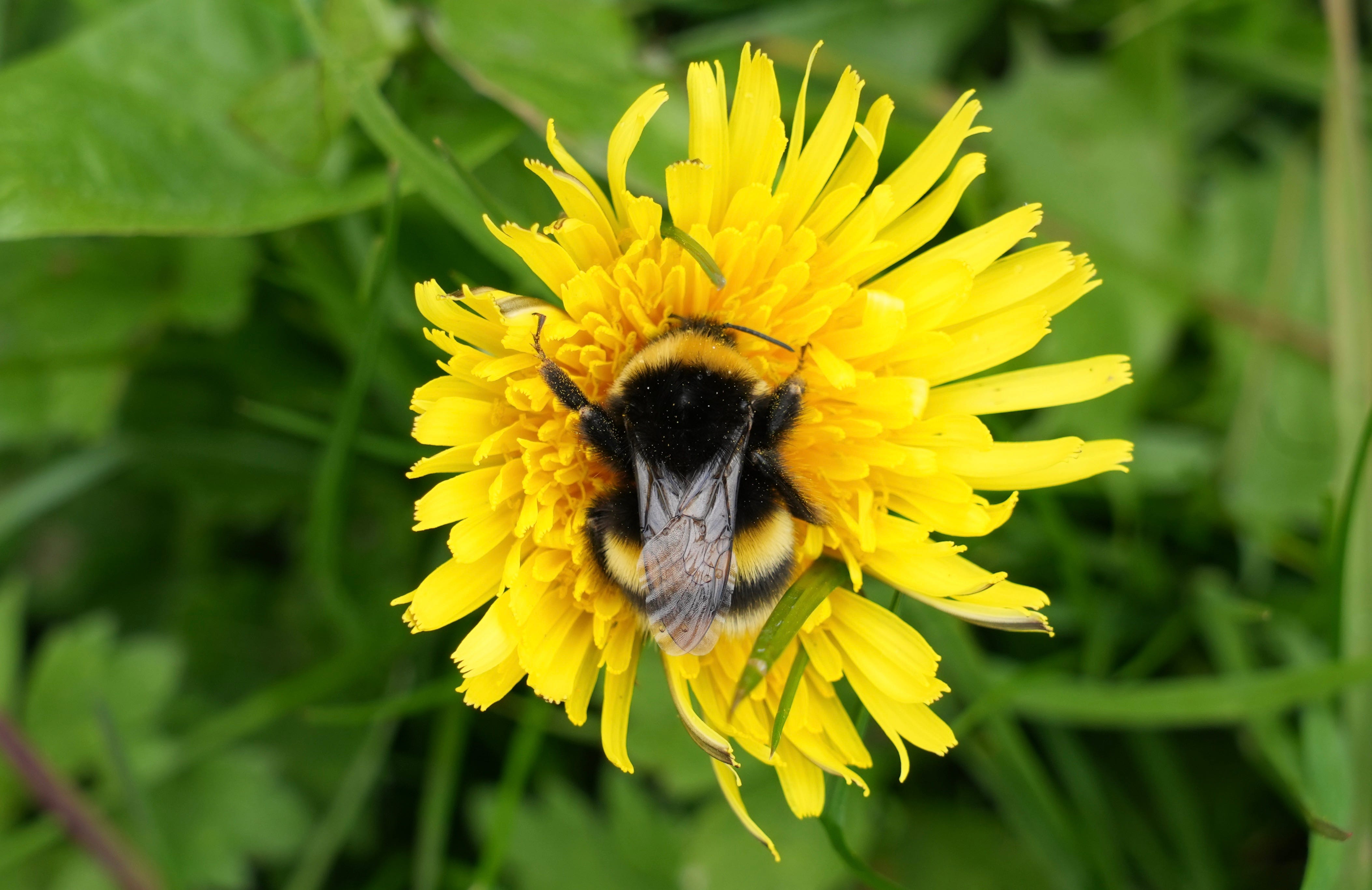 dandelion buckingham