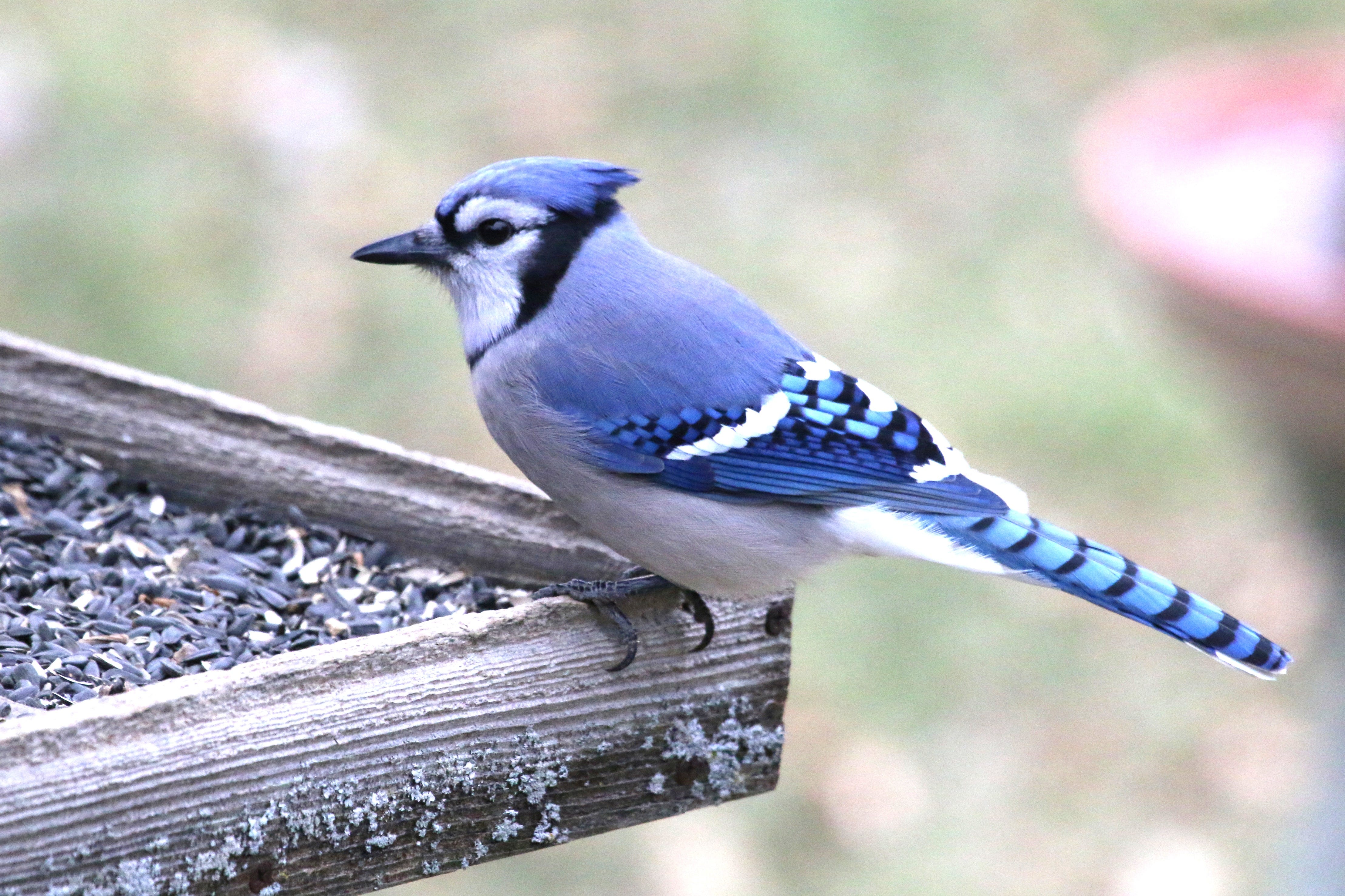 Bird Feeding 101 - Birding University