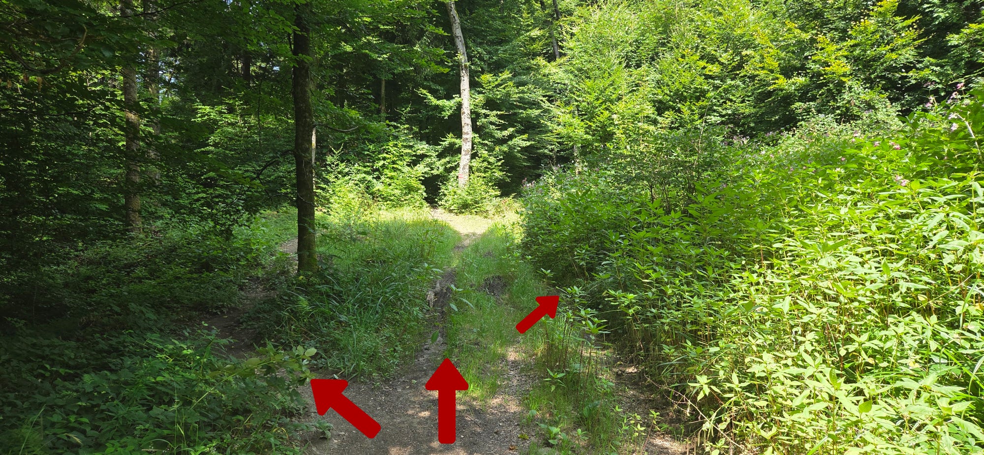 The Environmental Impact of Trail Running and Hiking