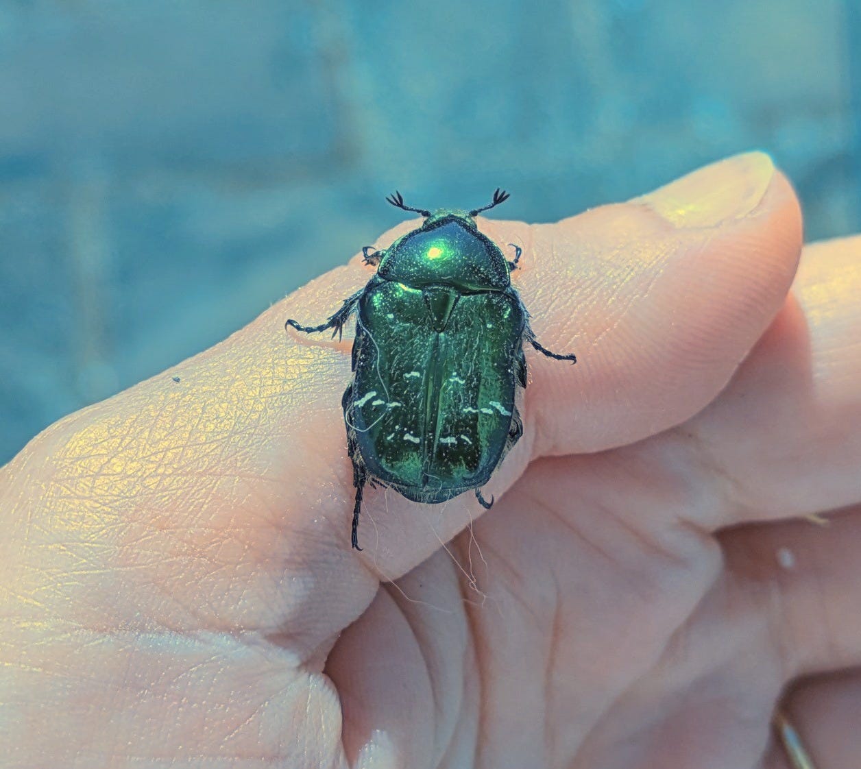 The beetles that were taken to court - by Zabby