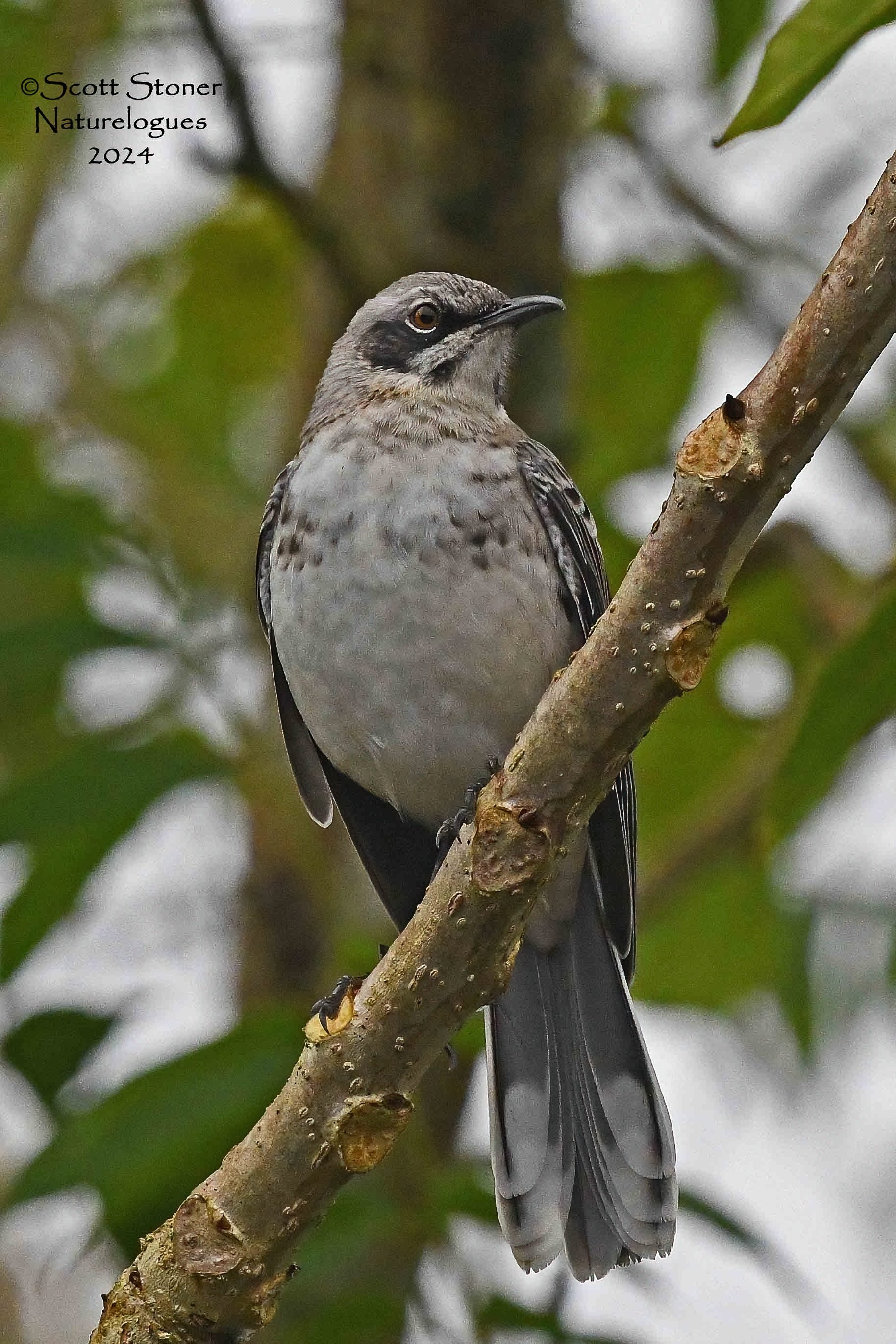 Mockingbirds of the Galapagos - by Scott Stoner