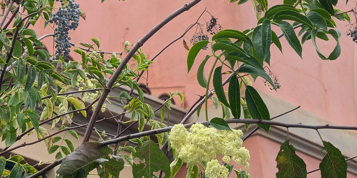 Pocket forests are popping up everywhere - by Amanda Royal