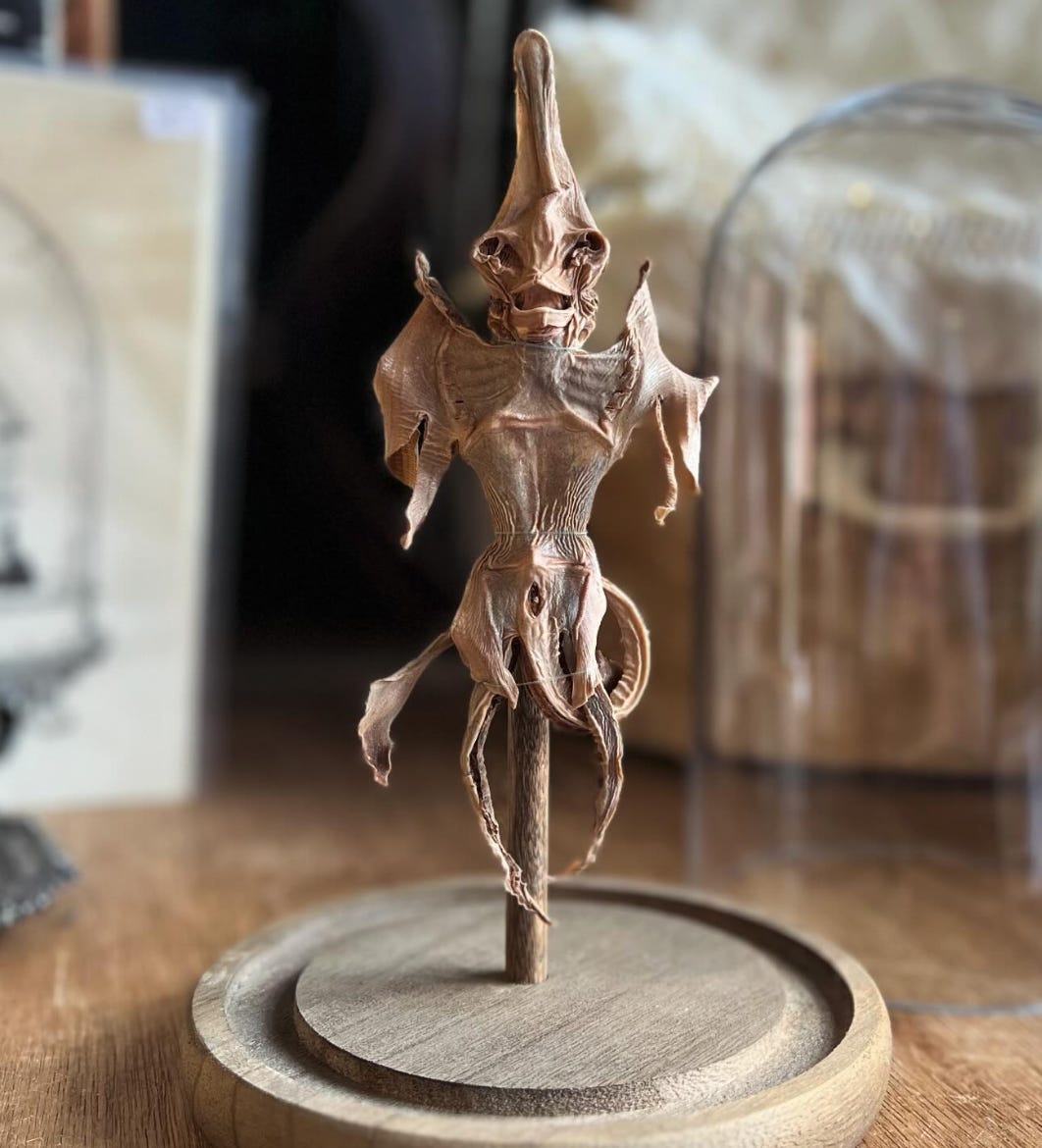 Jenny Haniver: The Bizarre Sea Creature Behind a Centuries-Old Maritime ...