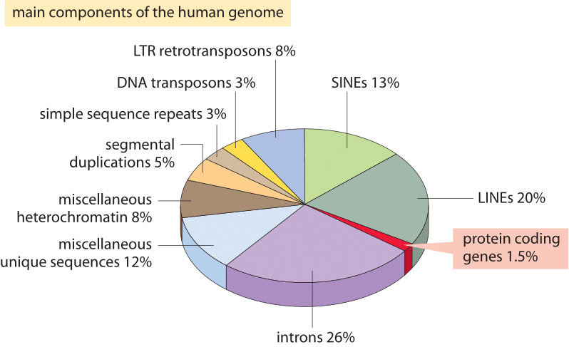 Genomic foundation models - by Melissa - bearably light