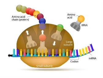 The Genetics of Alpha-1 - by Frans Frielink