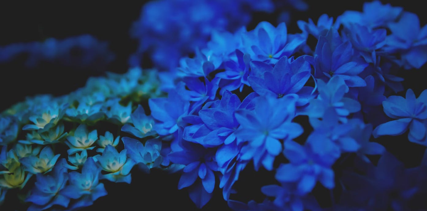 The Power of Blue: Why Nature’s Rarest Color Holds the Key to Vibrant ...