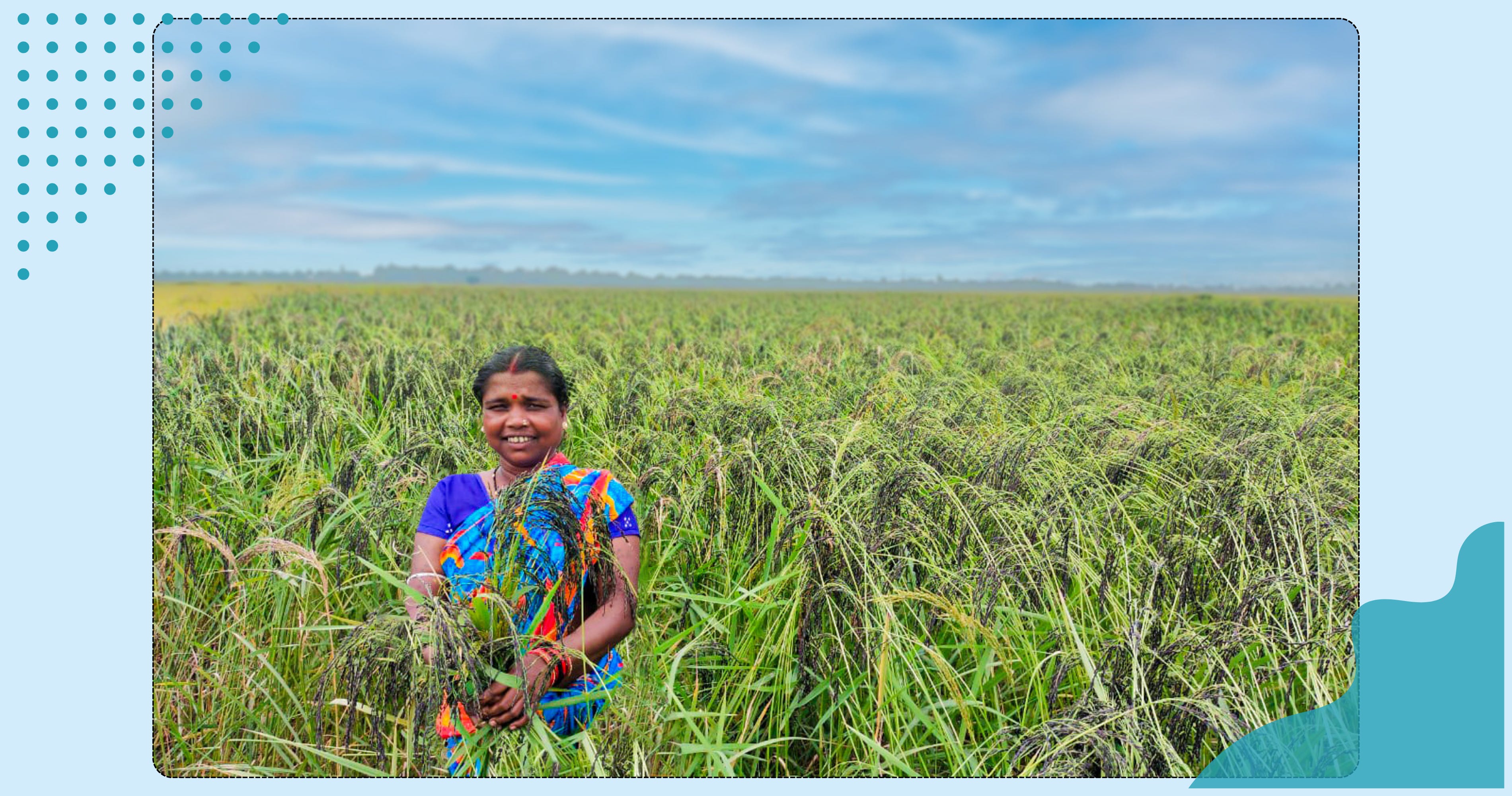 Tribal Farmers Are Growing More Rice With Less Water– And Reviving ...