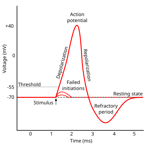 What an Action Potential Is - neuroscience, explained