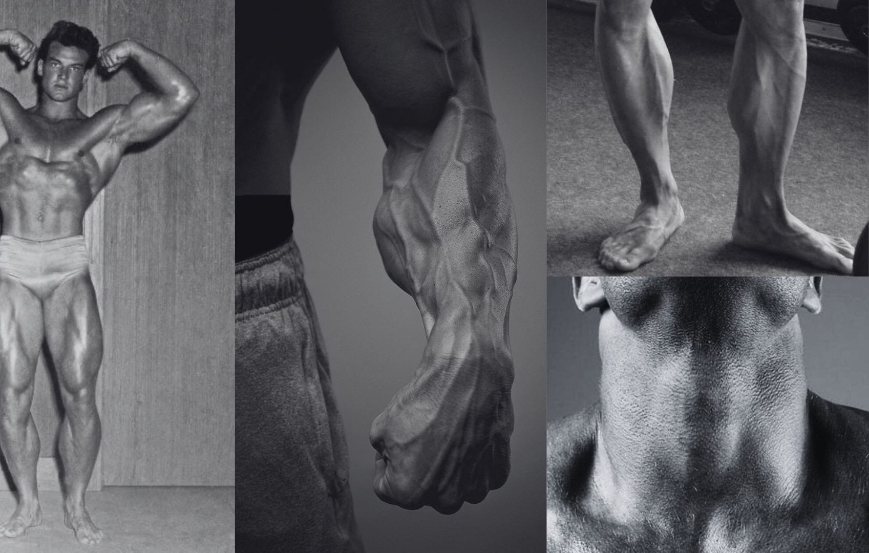 Building an Apollonian Body, Part 4: The Distal Muscles
