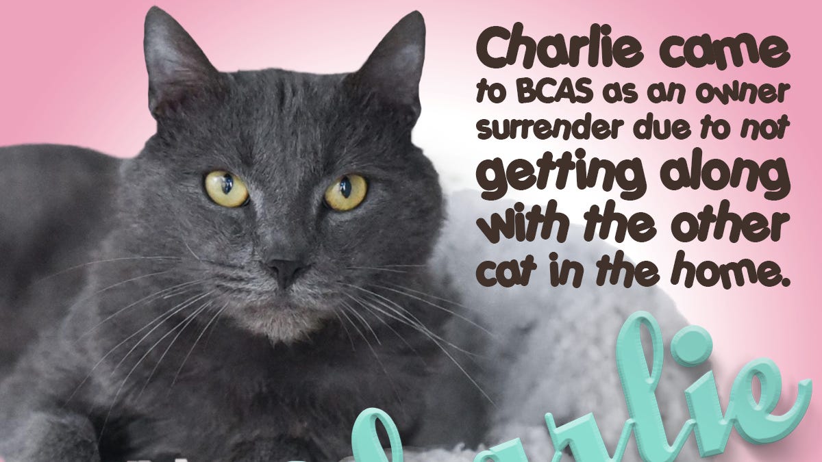 Handsome Grey Kitty-Possible UTI- Seeking Rescue! (Baldwin, MD)