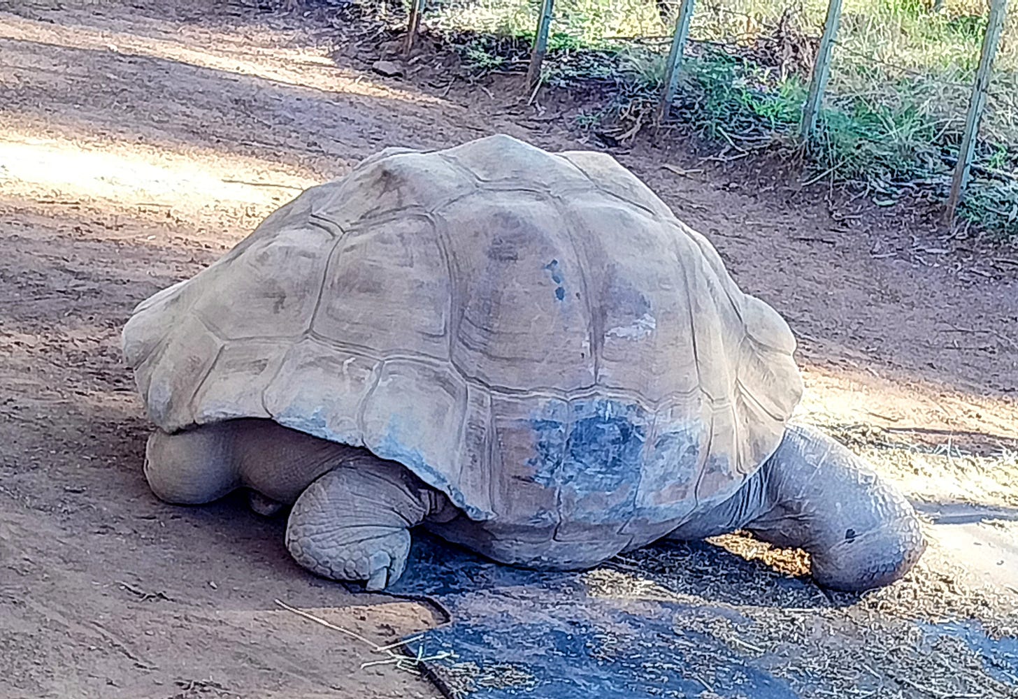 CAN ANIMALS THINK OR FEEL? - MICHAEL'S CURIOUS WORLD