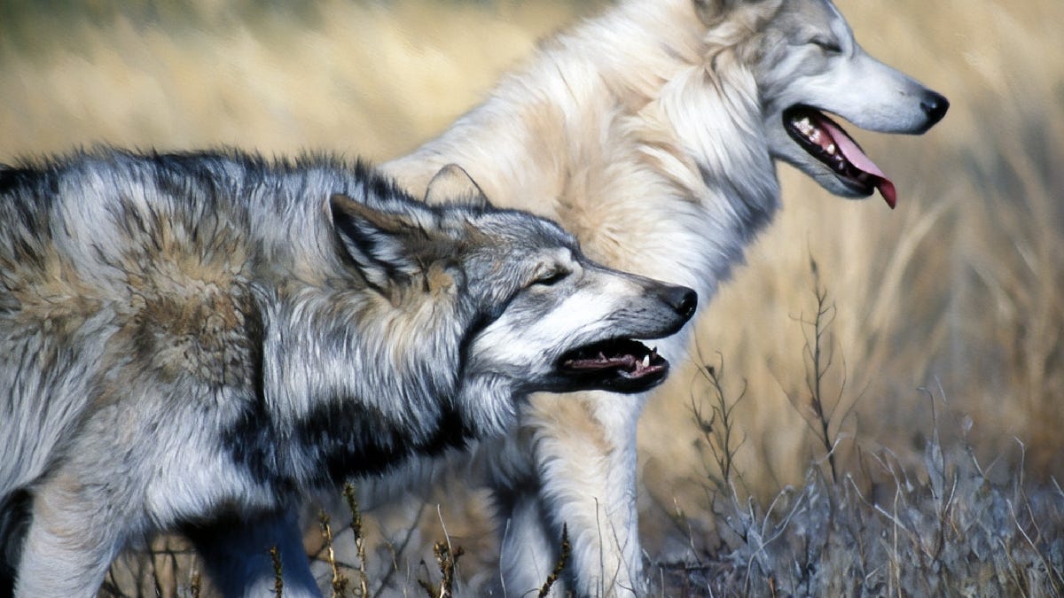 two wolves parable