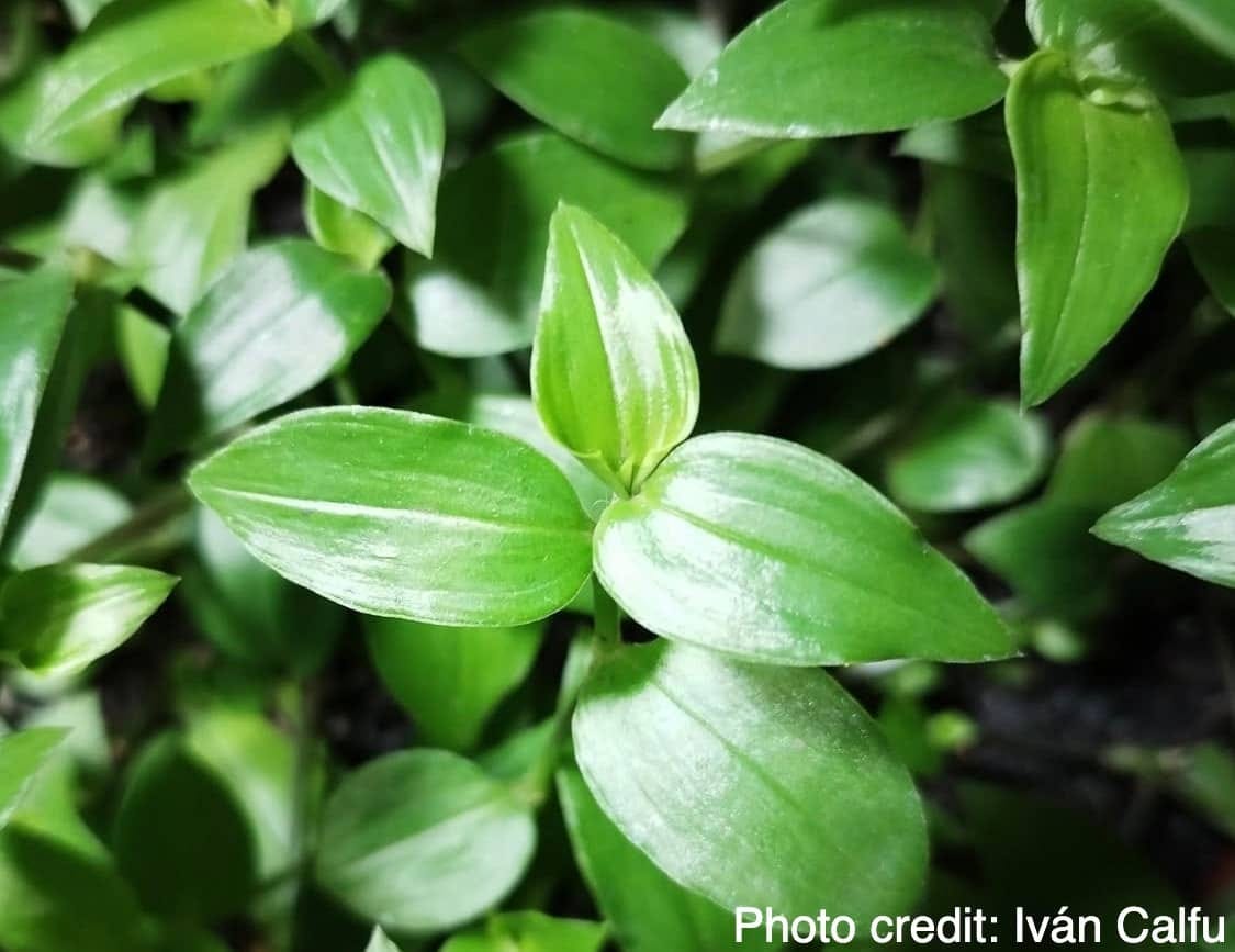 New Cultivars You Probably Haven’t Heard Of