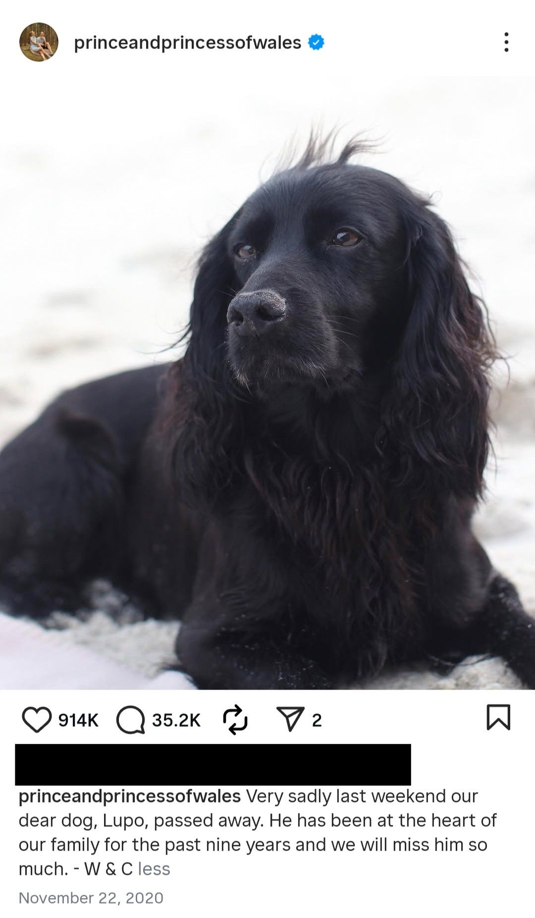 All the Royal Doggos: The then-Duke and Duchess of Cambridge's Lupo