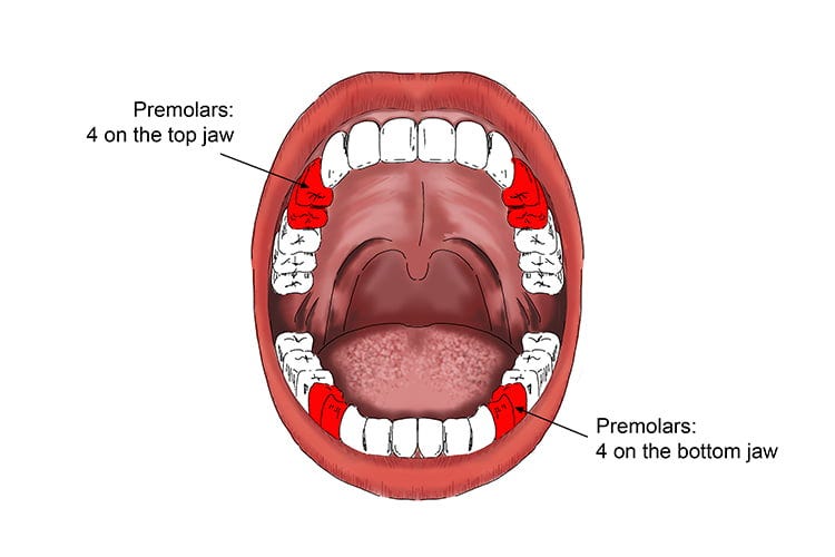 The Hidden Consequences of Premolar Extractions: What It Means for Your ...