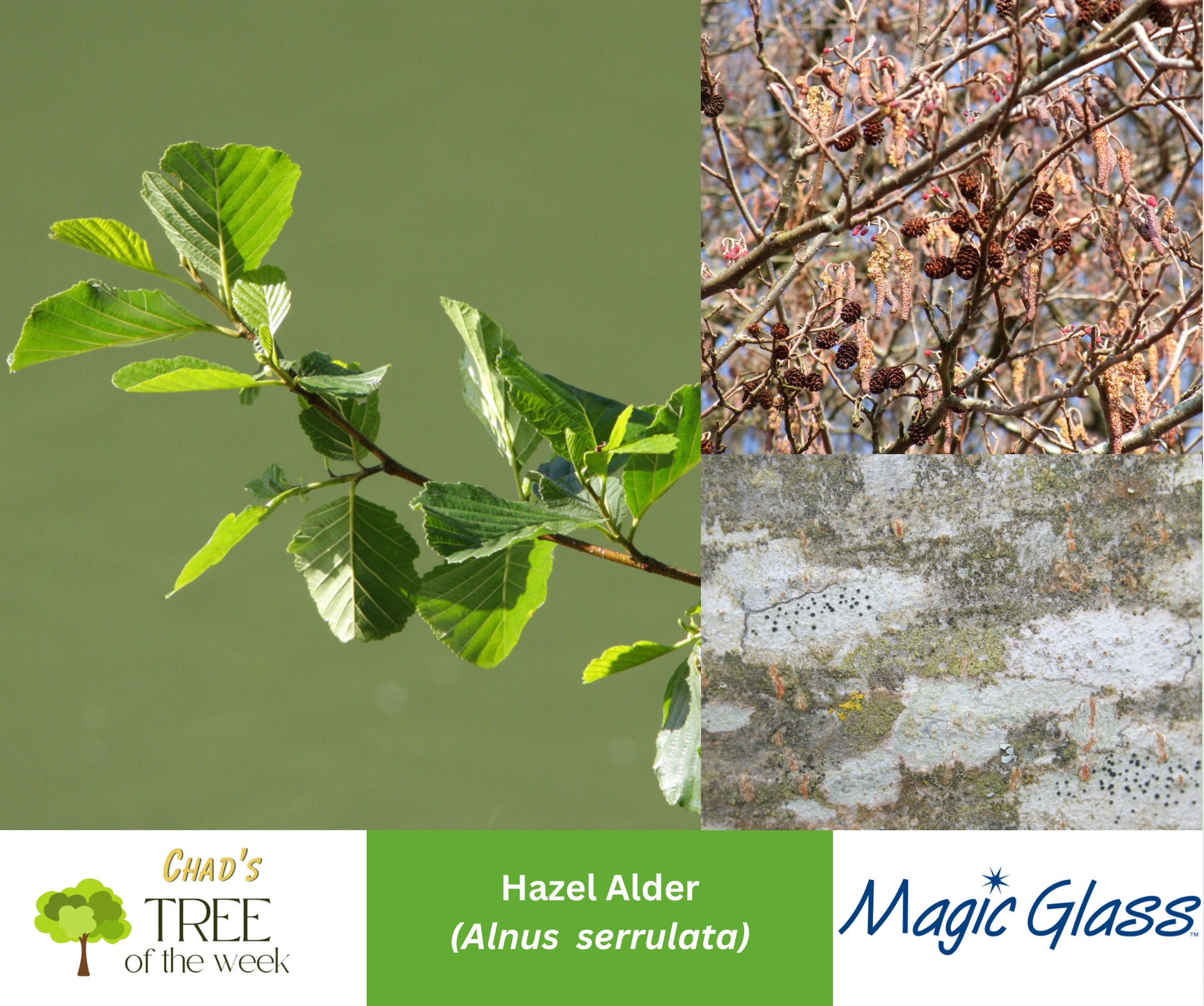 Native Indiana Tree of the Week: Hazel Alder (Alnus serrulata)